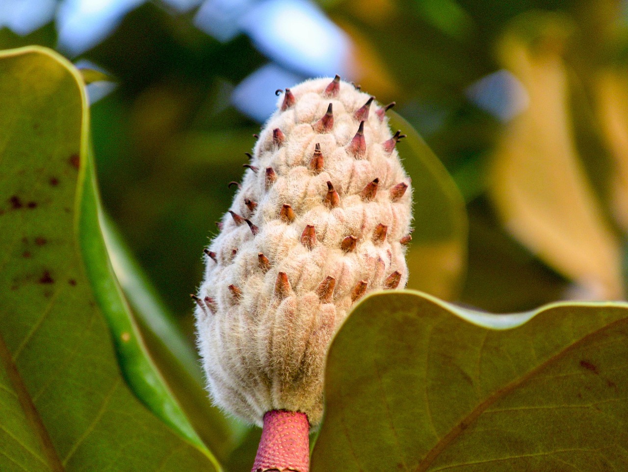 Nature Flore Feuille - Photo gratuite sur Pixabay