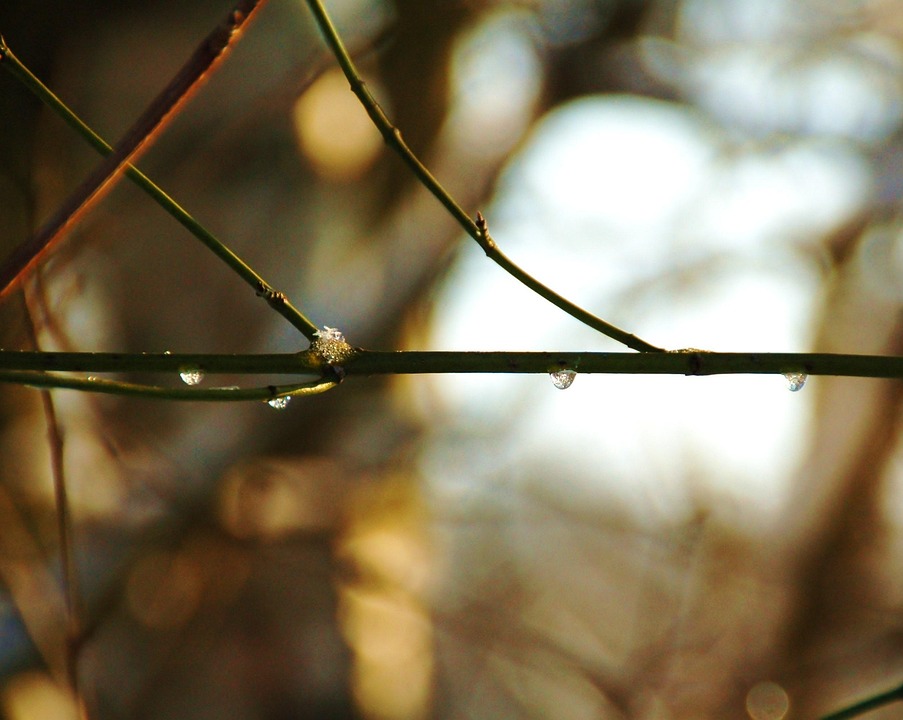 Zweig Tropfen Natur - Kostenloses Foto auf Pixabay