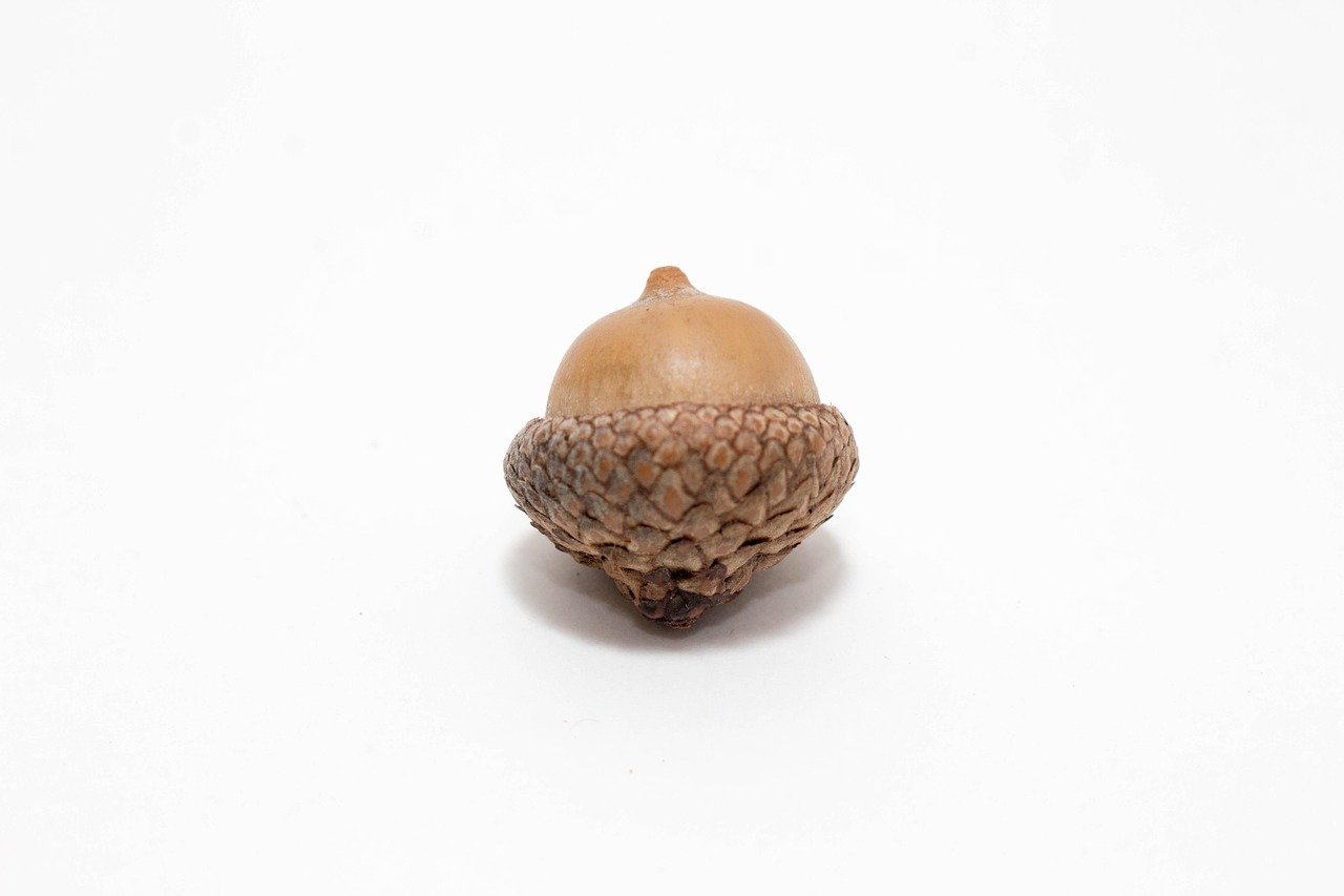 Acorn Maple Tree - Free photo on Pixabay