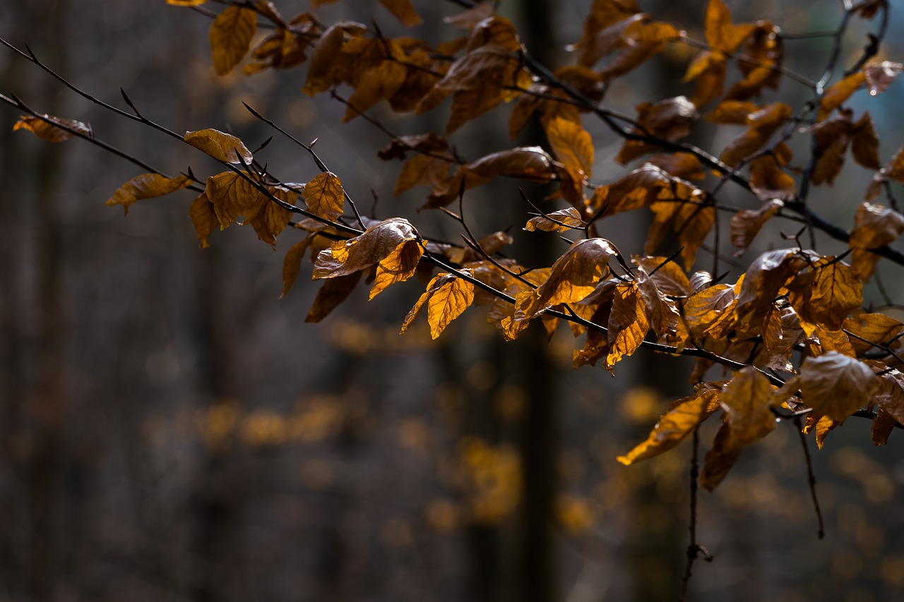 Leaf Nature Fall - Free photo on Pixabay
