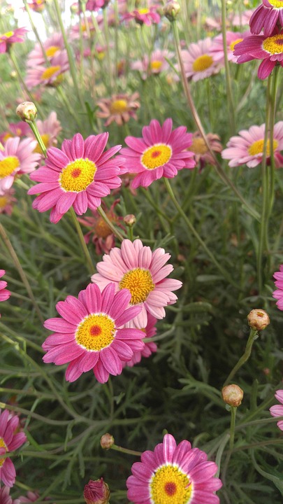 Nature Summer Flower - Free photo on Pixabay