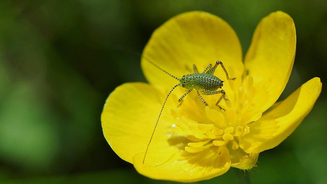 Nature Insect Outside - Free photo on Pixabay - Pixabay