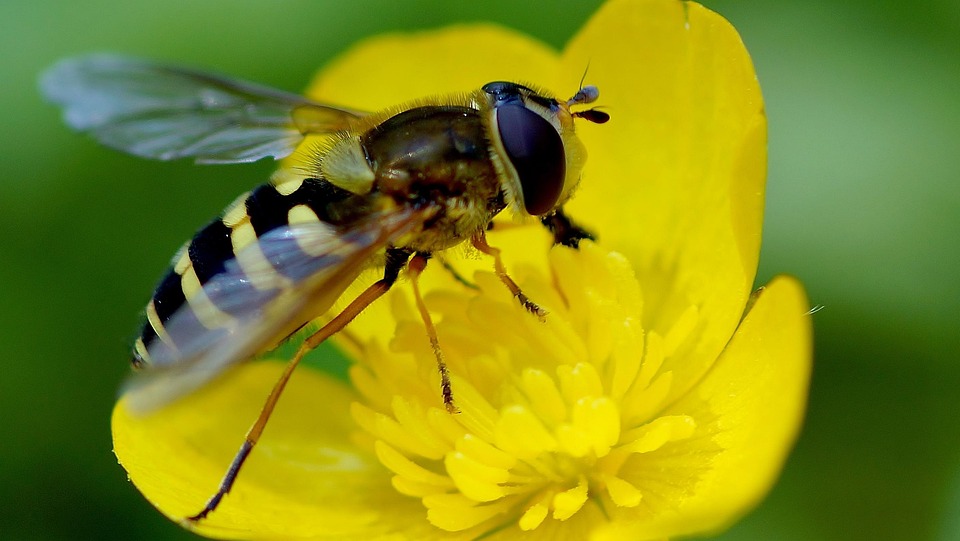 Nature Insect - Free photo on Pixabay