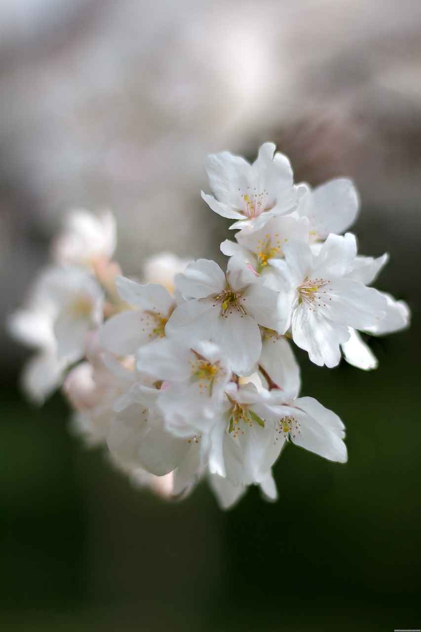 Fleur Nature Flore - Photo gratuite sur Pixabay - Pixabay