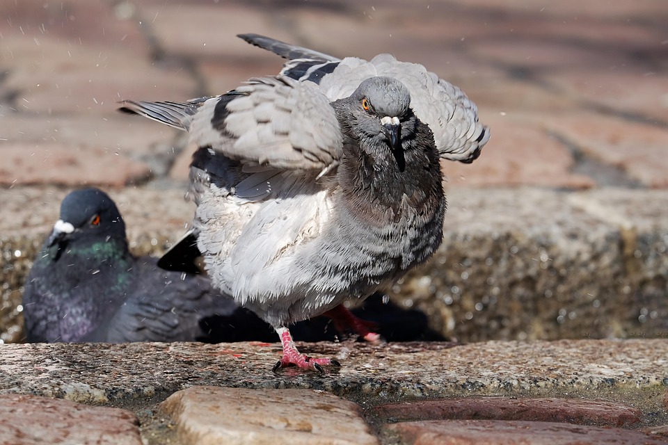 Dove Bird Animal - Free photo on Pixabay - Pixabay