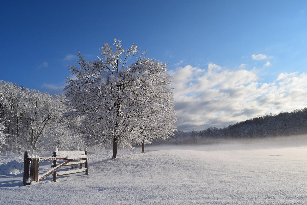 Snow Tree Winter - Free photo on Pixabay