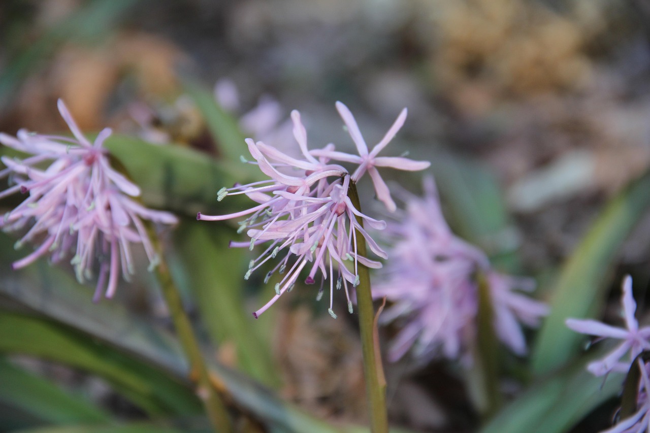 Naturaleza Flora Flor De - Foto gratis en Pixabay - Pixabay