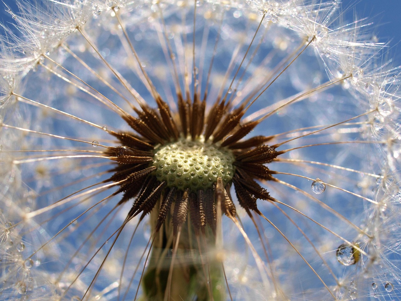 2,000+ Free Fragility & Nature Images - Pixabay