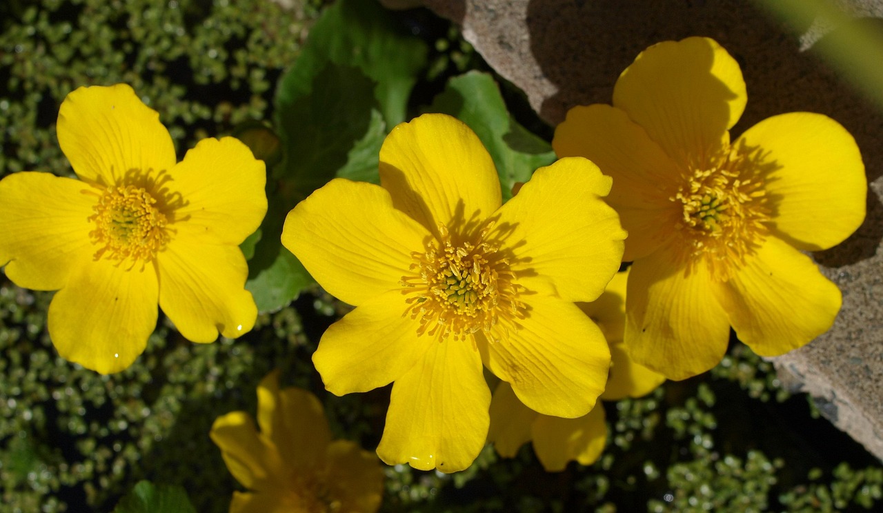 Naturaleza Flor Flora El - Foto gratis en Pixabay - Pixabay
