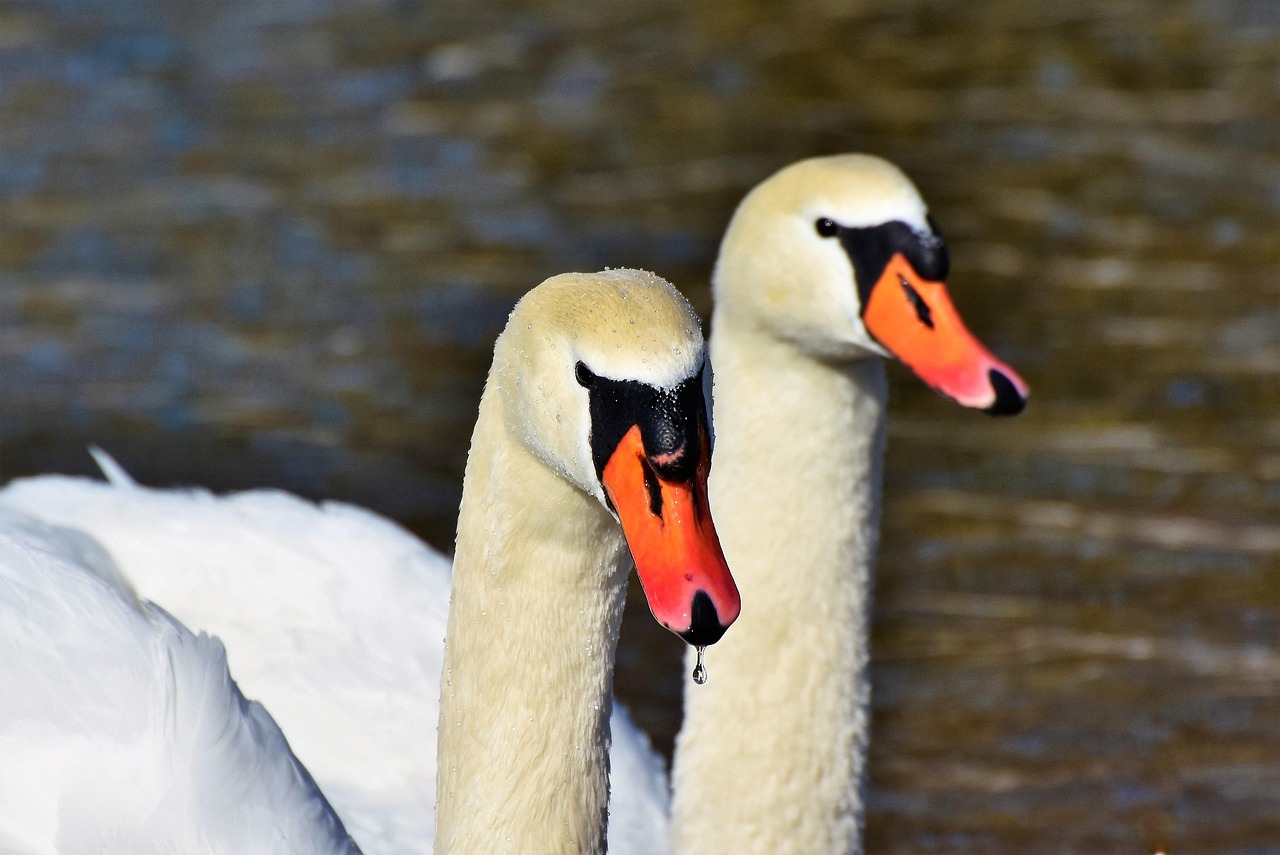 Cisne Ave Acuática Schwimmvogel - Foto gratis en Pixabay - Pixabay