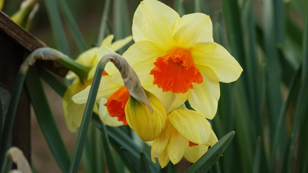 Fiore Natura Pianta - Foto gratis su Pixabay