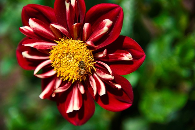 Bunga Lebah Flora Daun - Foto gratis di Pixabay - Pixabay