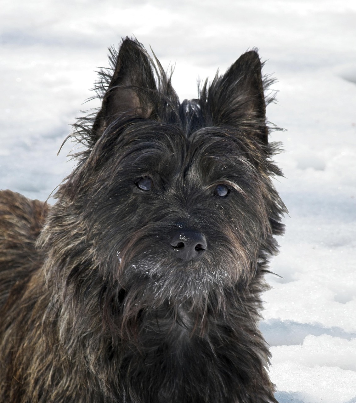 Cairn Terrier Perro Animal - Foto gratis en Pixabay - Pixabay