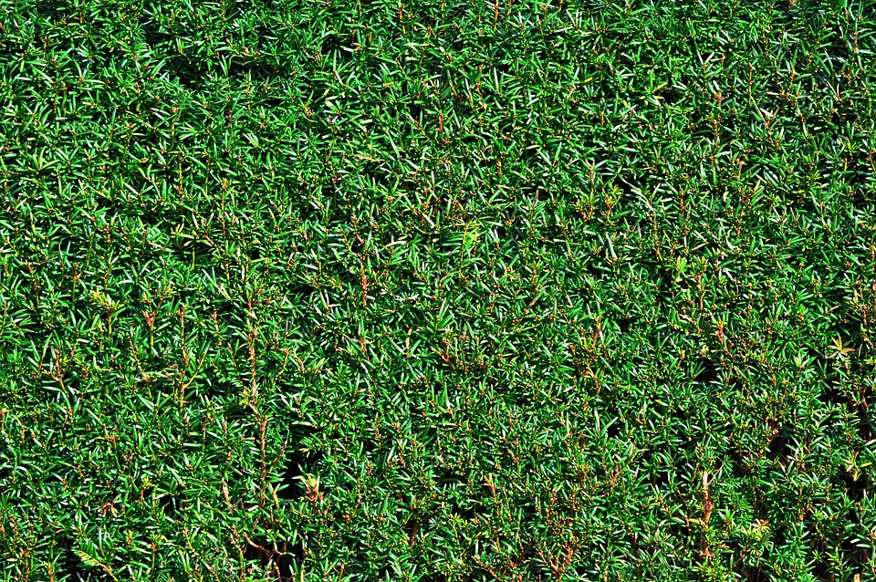 Taxus Baccata Evergreen - Free photo on Pixabay - Pixabay