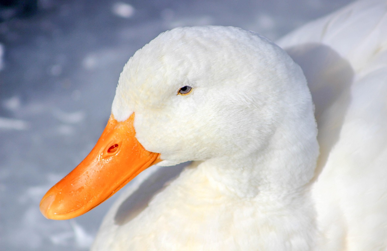Pato Naturaleza Pájaro - Foto gratis en Pixabay - Pixabay