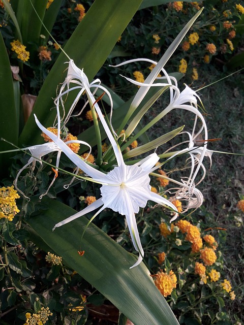 Spider Lily Flower Flora - Free photo on Pixabay - Pixabay