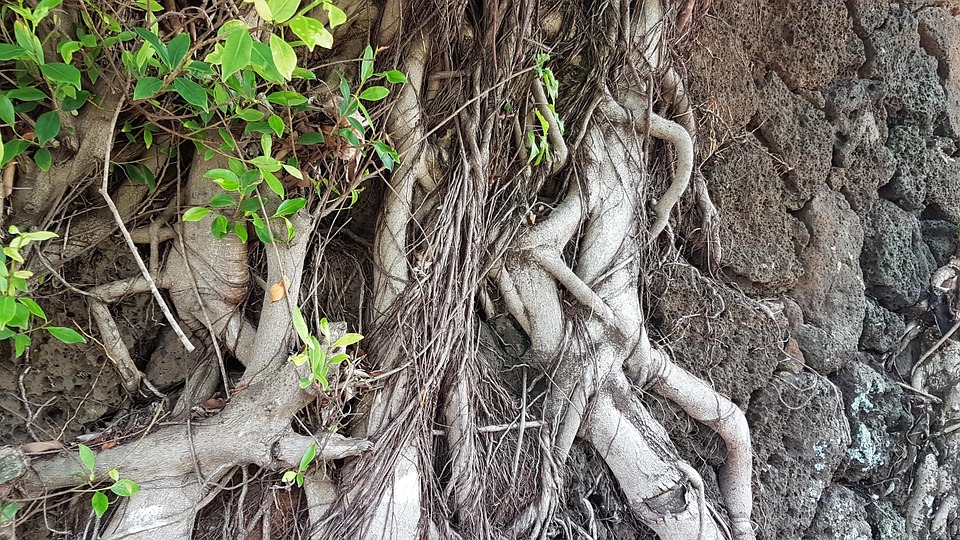 Tree Nature Root - Free photo on Pixabay