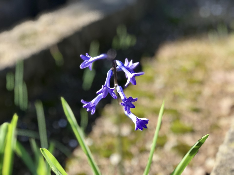 La Nature Herbe Extérieur - Photo gratuite sur Pixabay - Pixabay