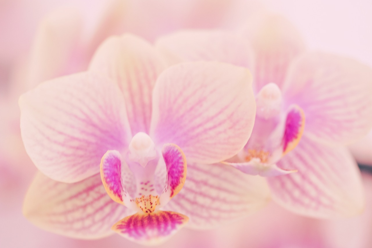 900+ Free Phalaenopsis Genus & Phalaenopsis Images - Pixabay