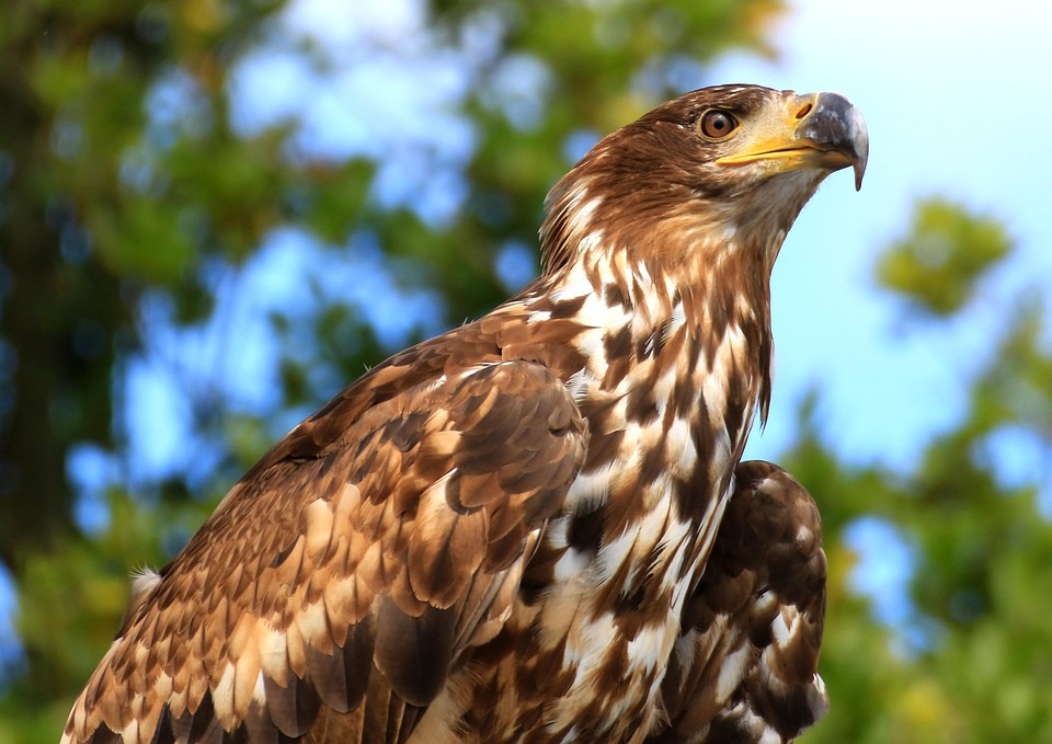 Raubvogel Adler Vogel - Kostenloses Foto auf Pixabay