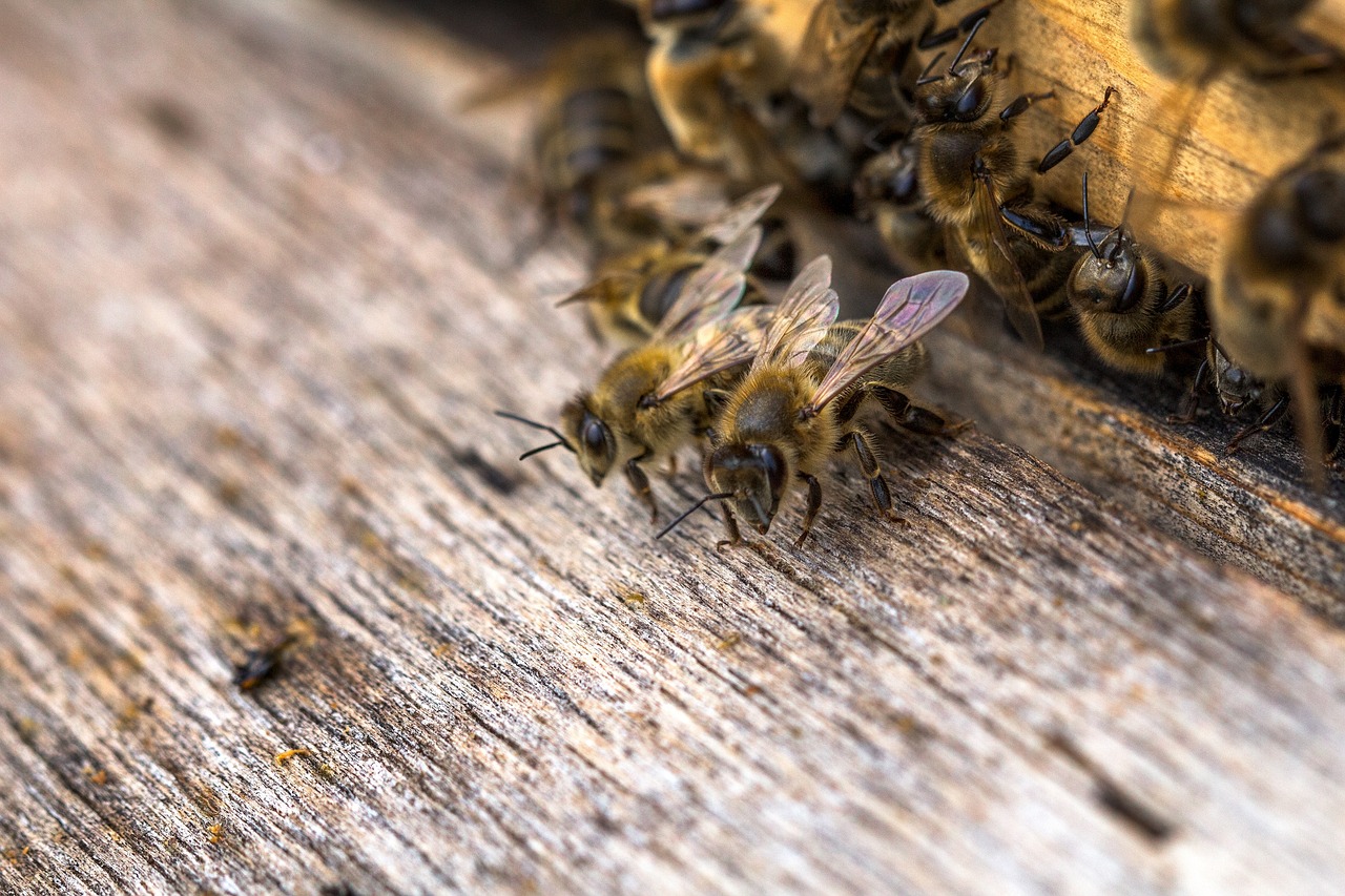 Insecten Insect Close-Up - Gratis foto op Pixabay - Pixabay