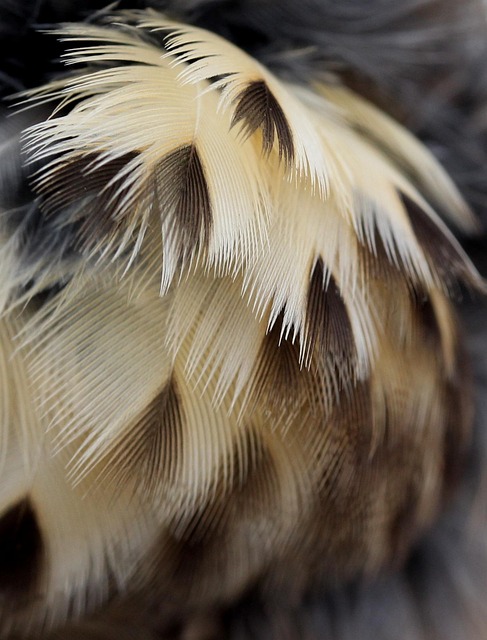 Escamas Plumas Aves - Foto gratis en Pixabay - Pixabay