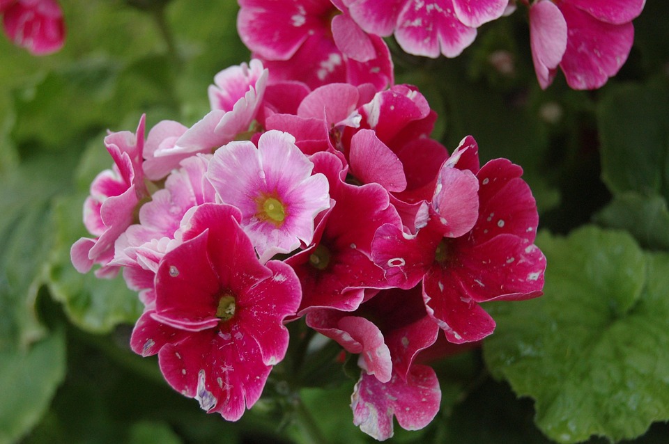 Natur Blume - Kostenloses Foto auf Pixabay