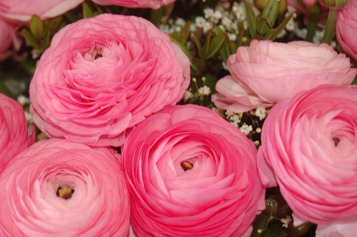 100+ Free Bouquet De Fleurs & Flower Images - Pixabay