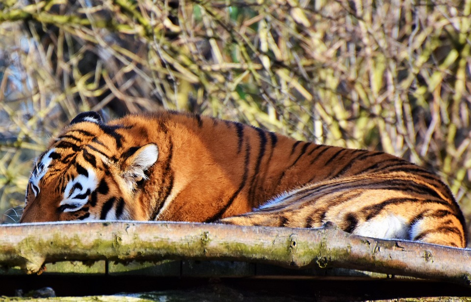 Tiger Big Cat Predator - Free photo on Pixabay - Pixabay