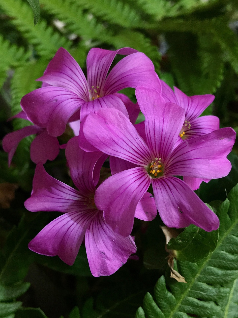Flor Rosada Pétalos Rosados - Foto gratis en Pixabay - Pixabay