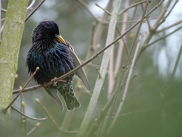 Pájaro Estrella Cantor - Foto gratis en Pixabay - Pixabay