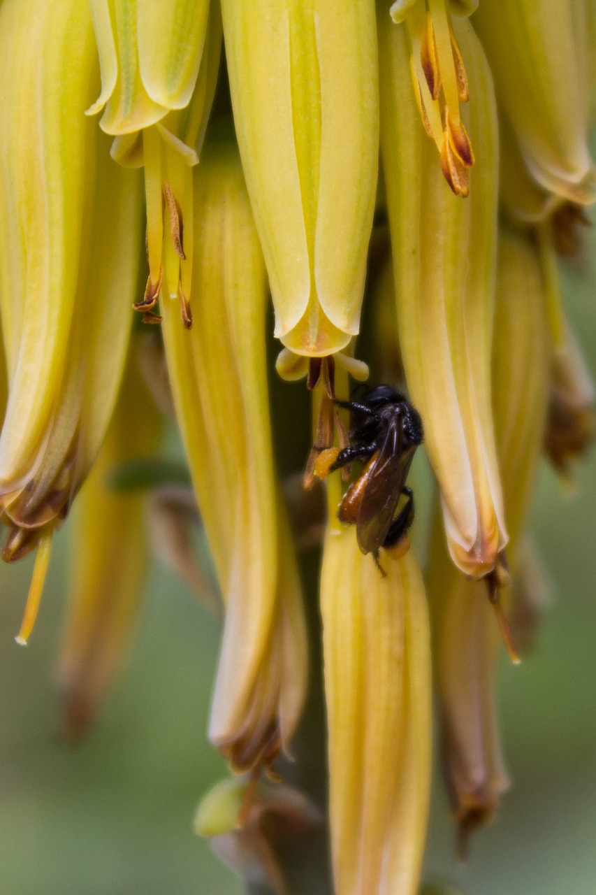 Más de 300 000 imágenes gratis de Savila Planta y Planta - Pixabay