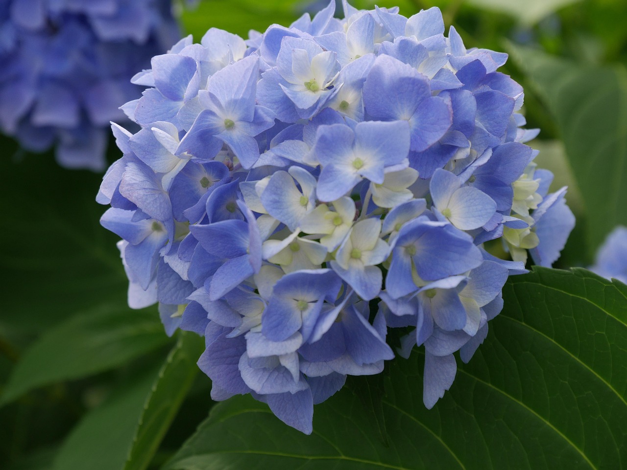 Natural Plant Flowers - Free photo on Pixabay