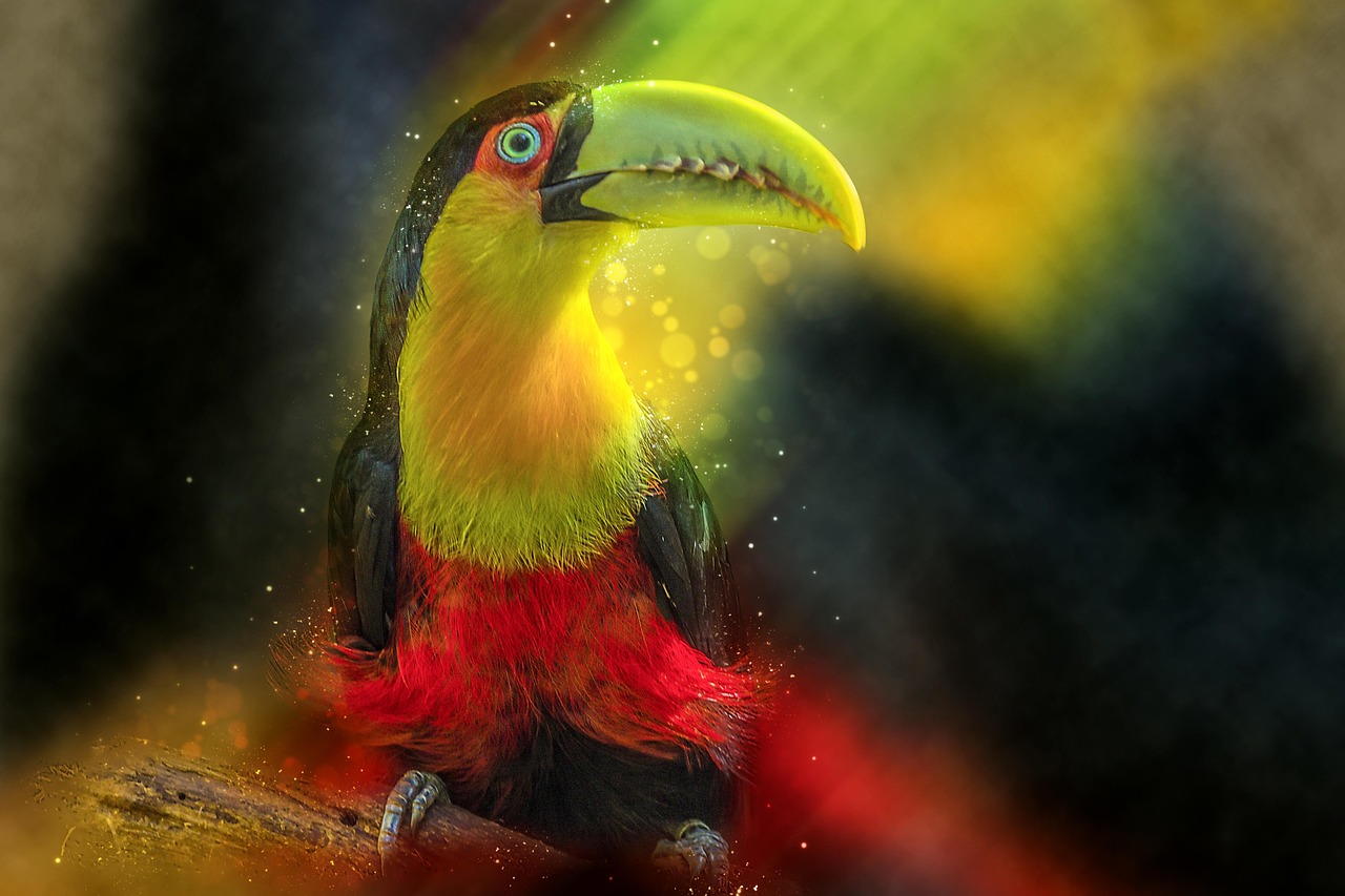 500+ kostenlose Tukan und Natur-Bilder - Pixabay