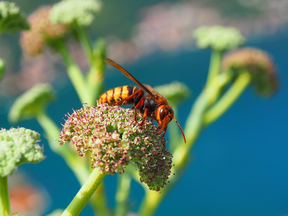 La Nature Insecte Plante - Photo gratuite sur Pixabay - Pixabay