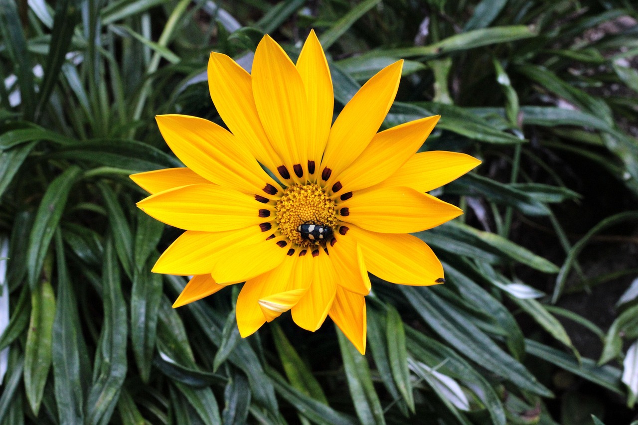 Nature Flore L'Été - Photo gratuite sur Pixabay - Pixabay
