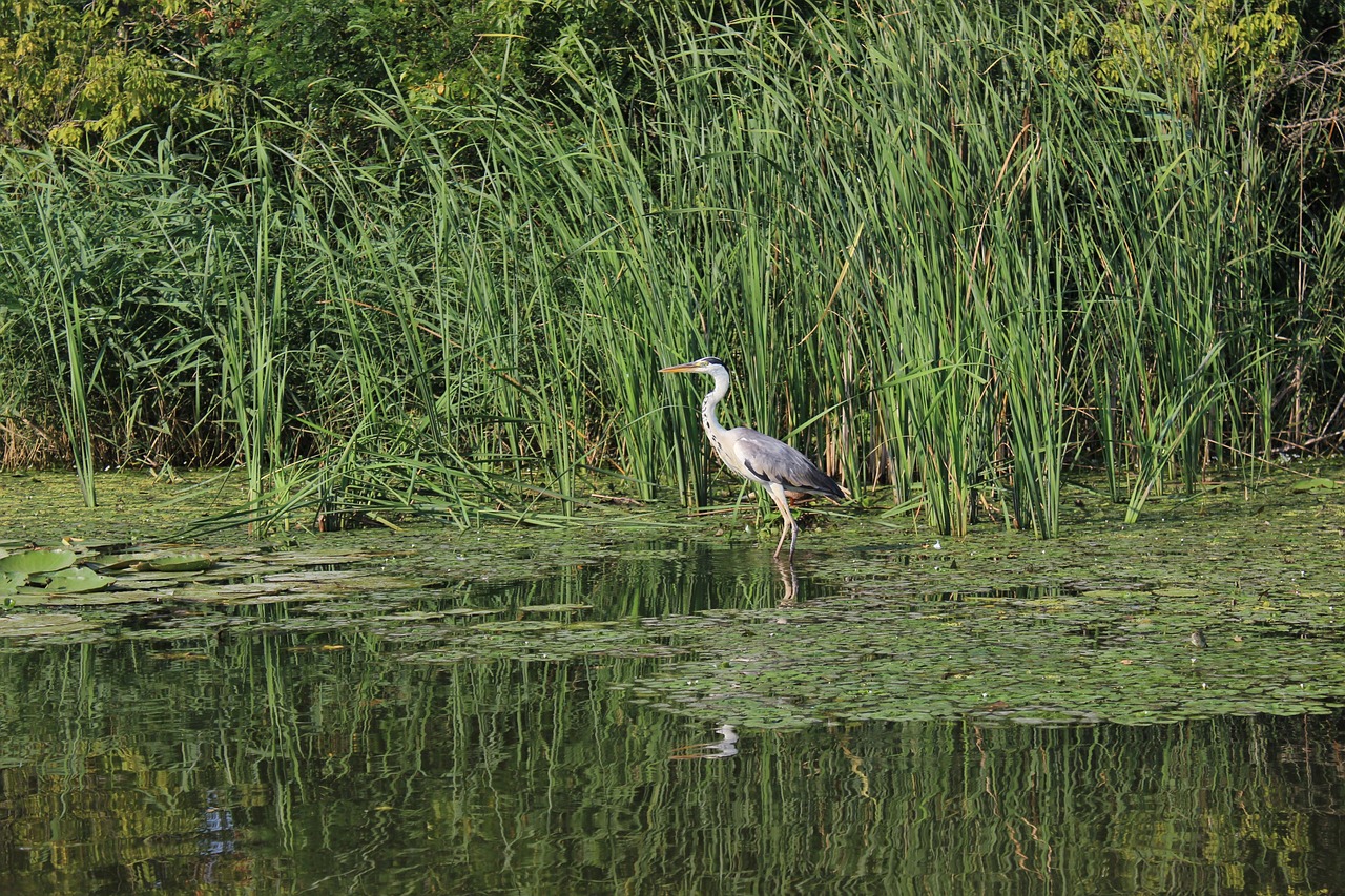 Body Of Water Nature Everglades - Free photo on Pixabay - Pixabay