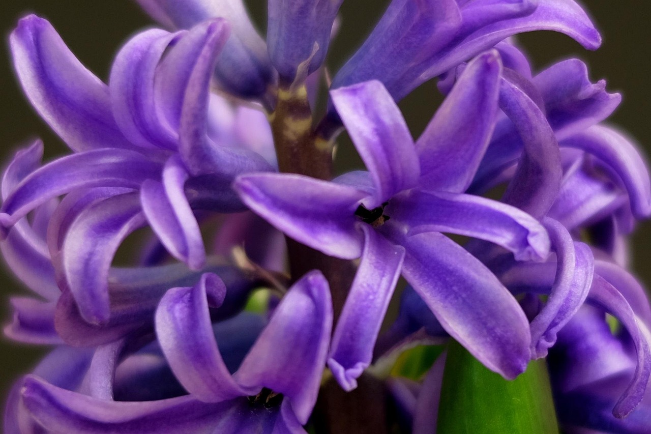 Fleur Plante Nature - Photo gratuite sur Pixabay - Pixabay