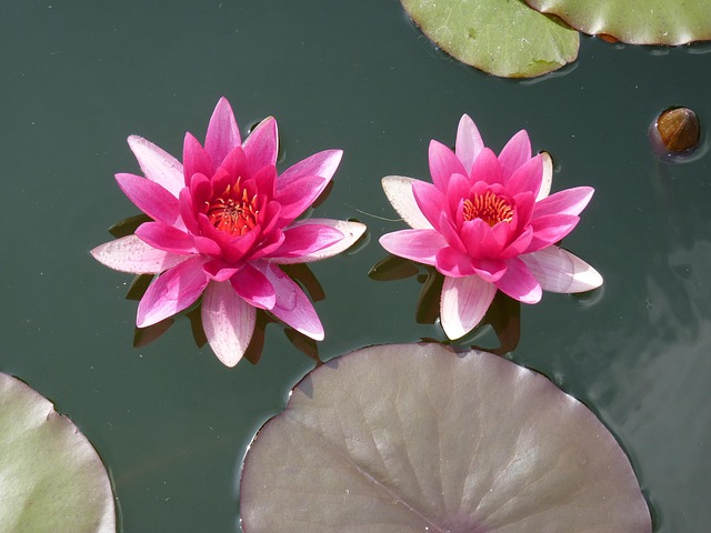 Nenúfar Flor - Foto gratuita no Pixabay - Pixabay