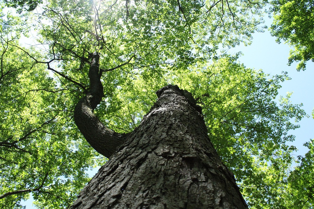 Hoja Naturaleza árbol Selva Árbol Enorme Tropical De La Selva