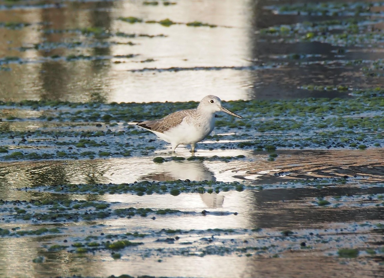 Green Shank Wild Bird - Free photo on Pixabay - Pixabay