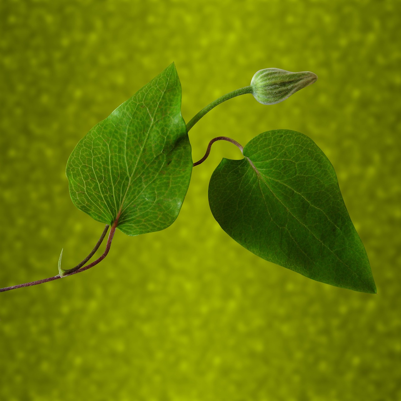 시트 자연 흐림 Pixabay의 무료 사진 Pixabay