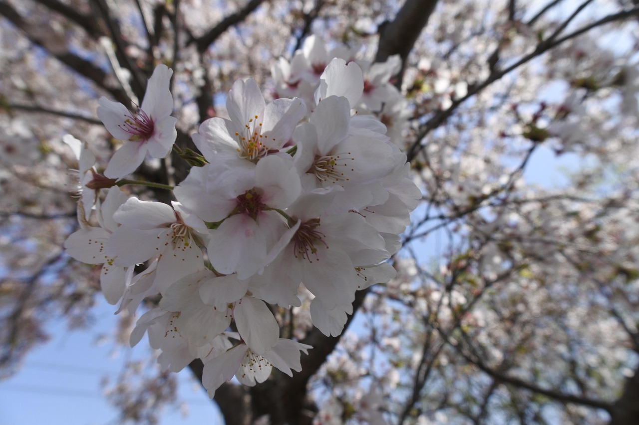 Cherry Blossoms Spring Flower - Free photo on Pixabay