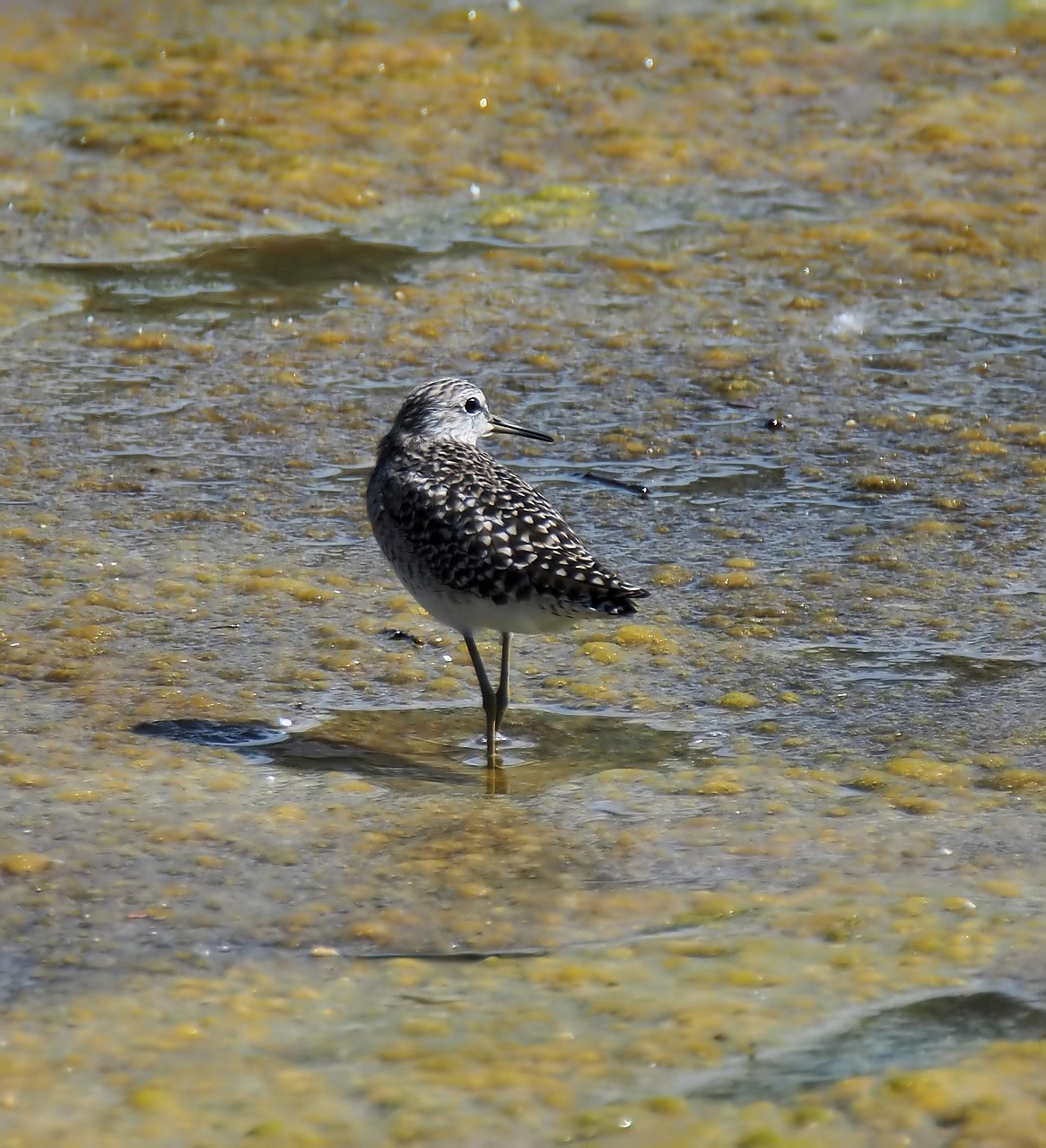 20+ Free Sand Piper & Piper Photos - Pixabay