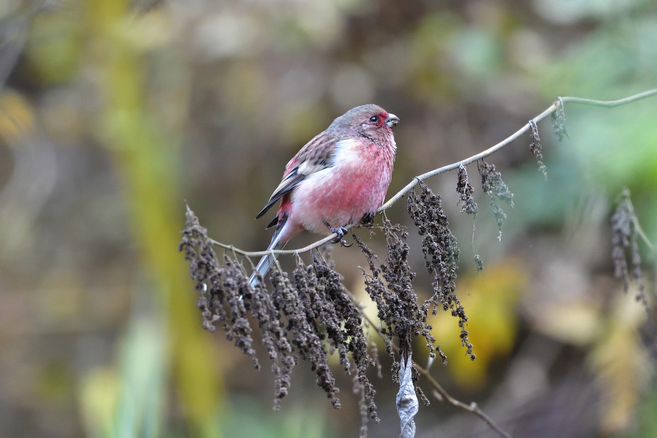 Animaux Sauvages Oiseau Naturel - Photo gratuite sur Pixabay - Pixabay