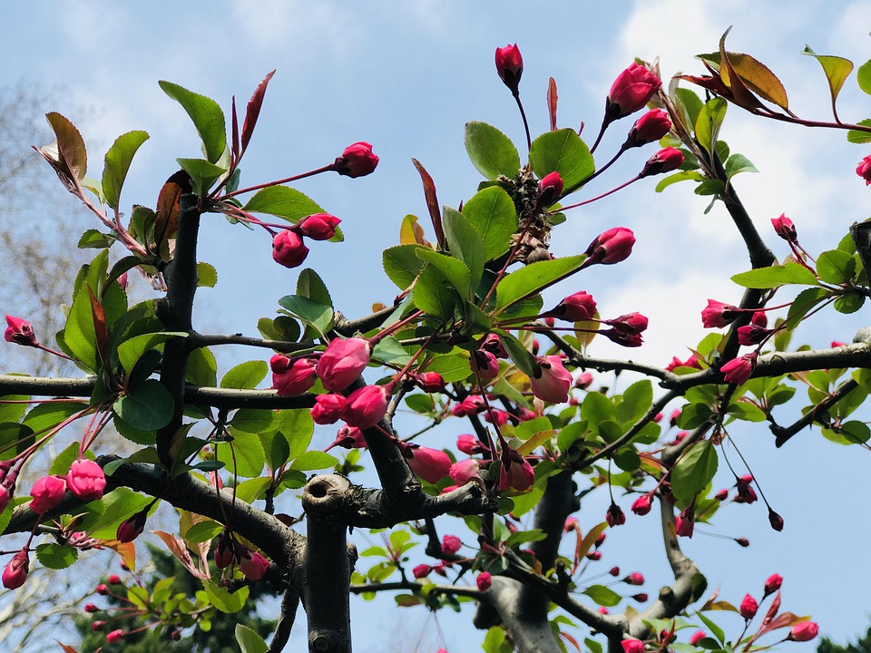 Branch Tree Nature - Free photo on Pixabay
