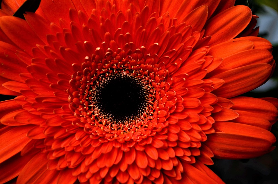 Plant Nature Petal - Free photo on Pixabay
