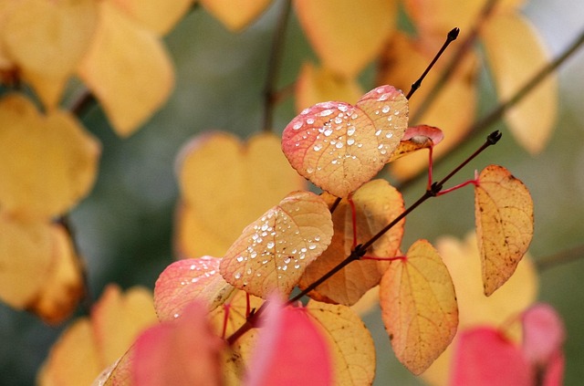 Natura Frunze Floră - Fotografie gratuită pe Pixabay - Pixabay