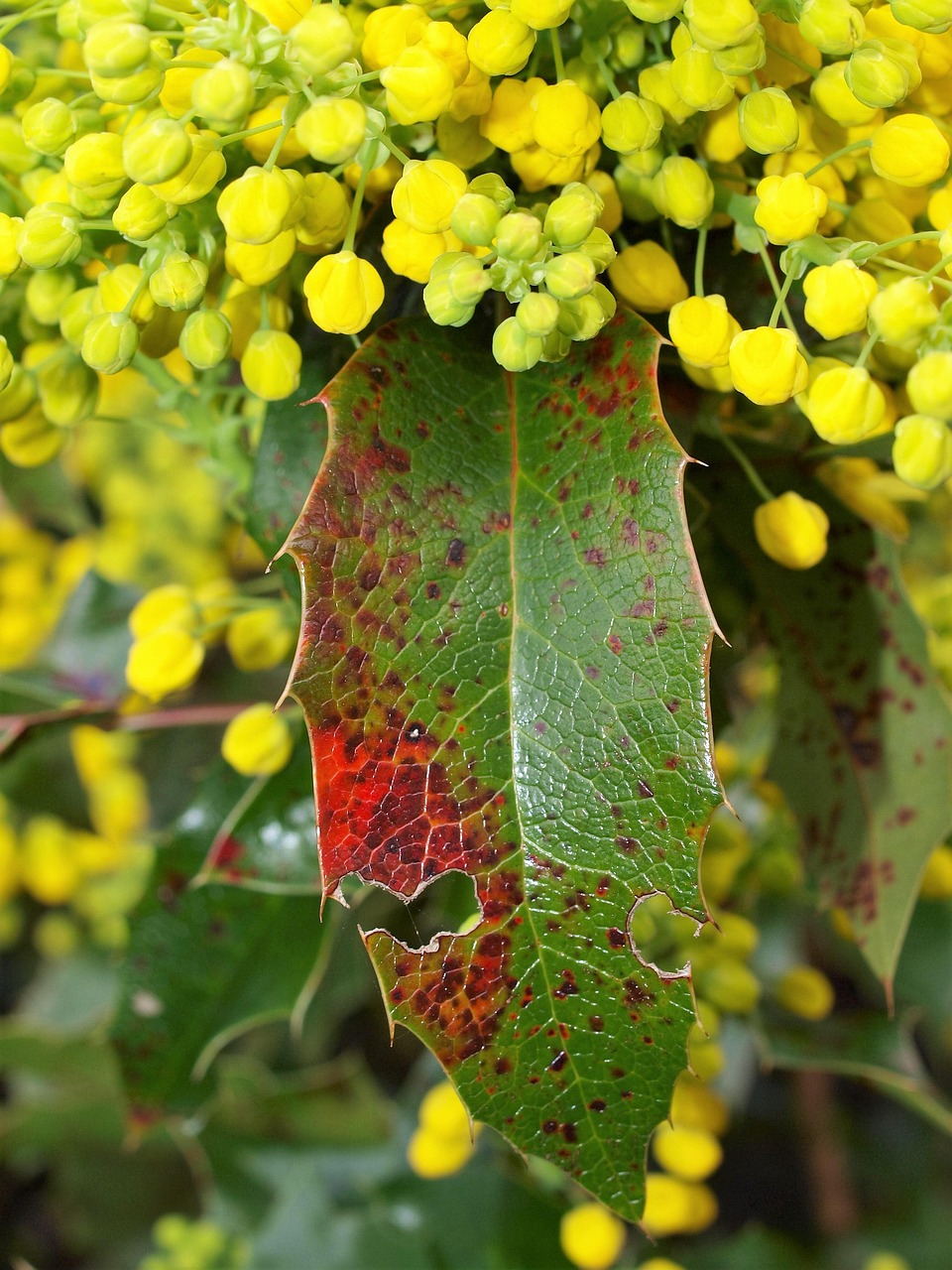 Nature Flore Feuille En Plein - Photo gratuite sur Pixabay - Pixabay