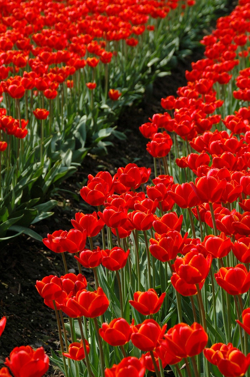 Planta Tulipán Jardín - Foto gratis en Pixabay - Pixabay